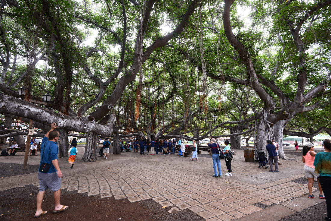 Visitors flock to Lahaina’s Banyan Tree | News, Sports, Jobs - Maui News